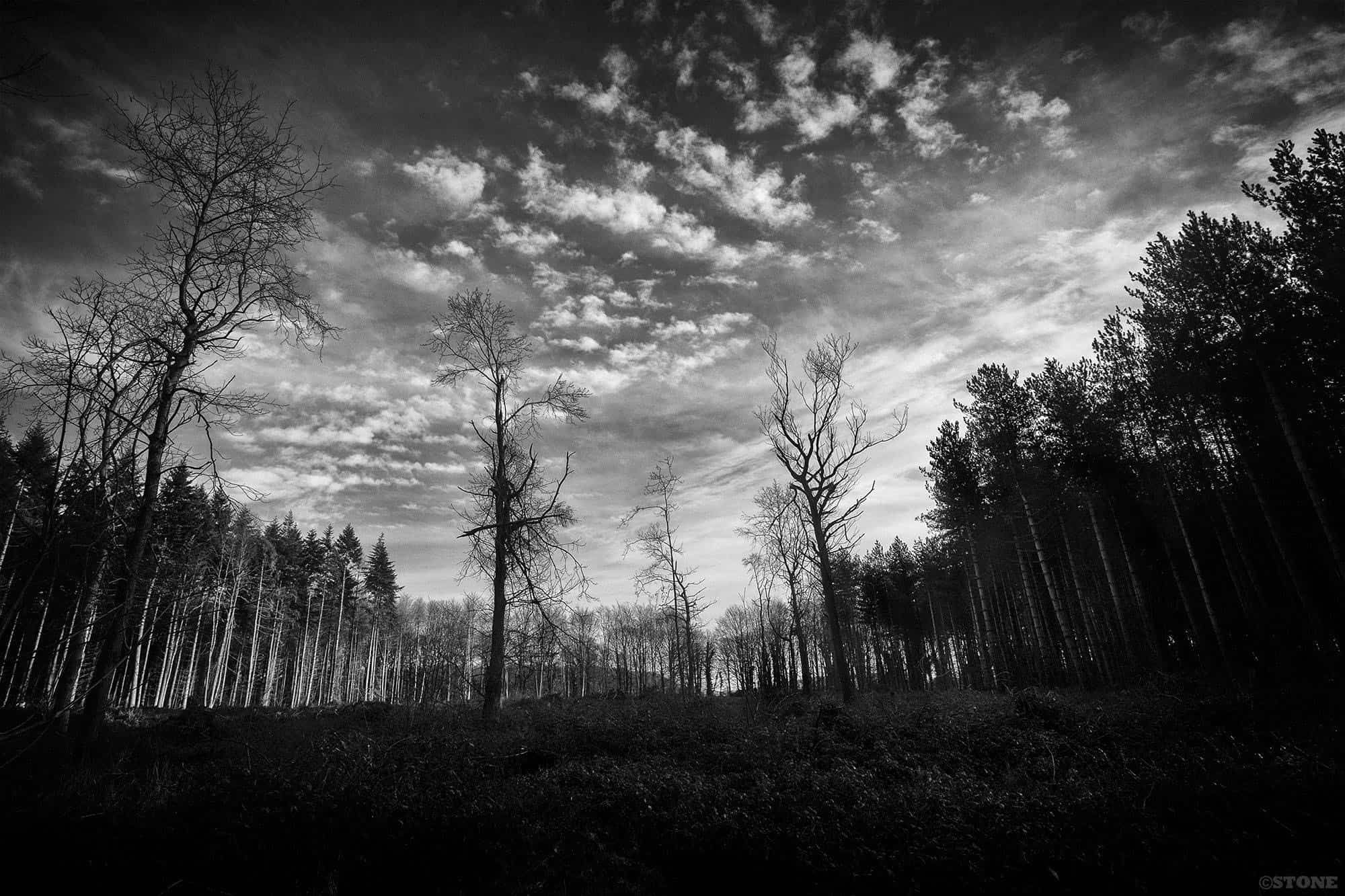 Lost in a landscape: Bacton Wood | Invisible Works