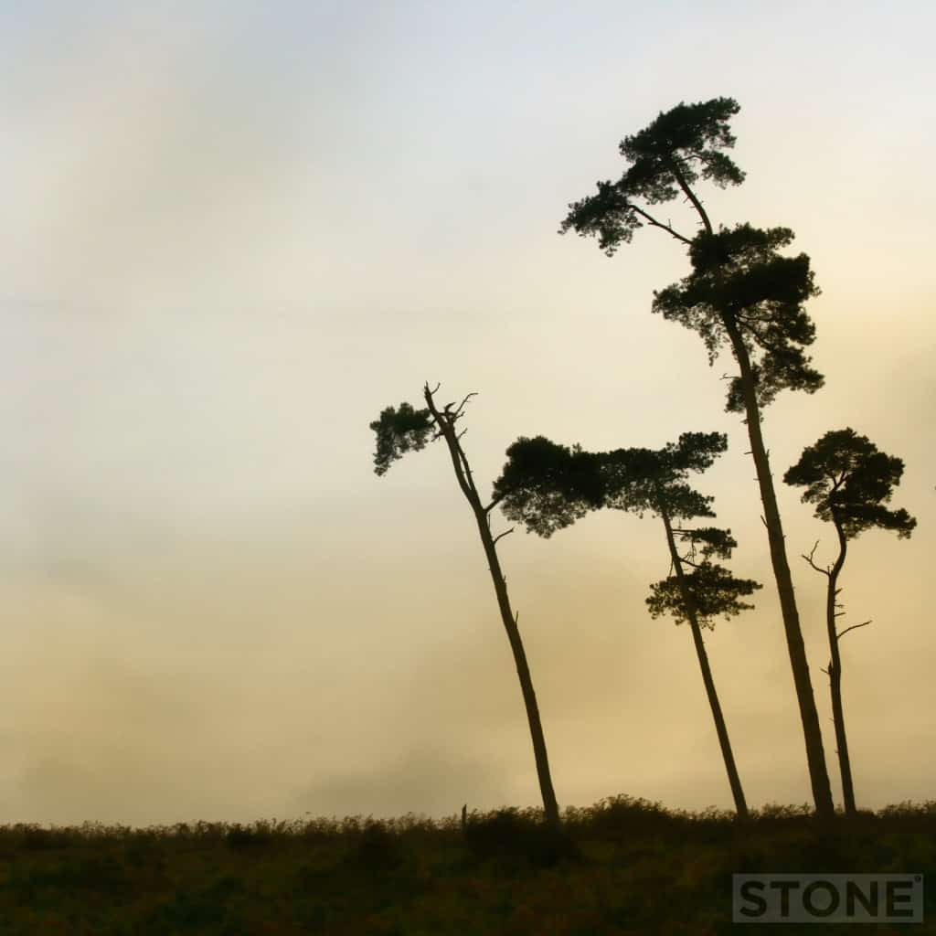 Lost in a landscape: Burying kings – Sutton Hoo | Invisible Works