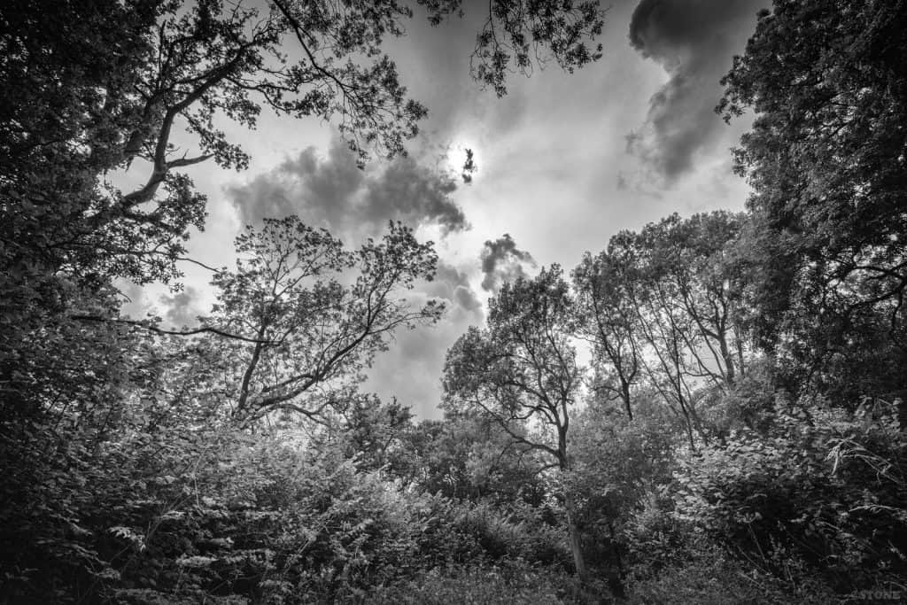 Wayland wood | Invisible Works